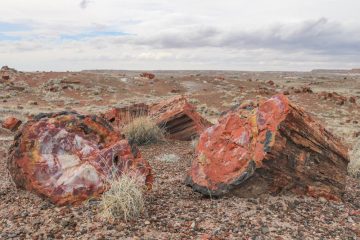 10 Best National Parks With Fossils & Dinosaurs - The National Parks ...