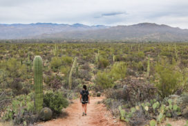10 Amazing Saguaro National Park Attractions - The National Parks ...