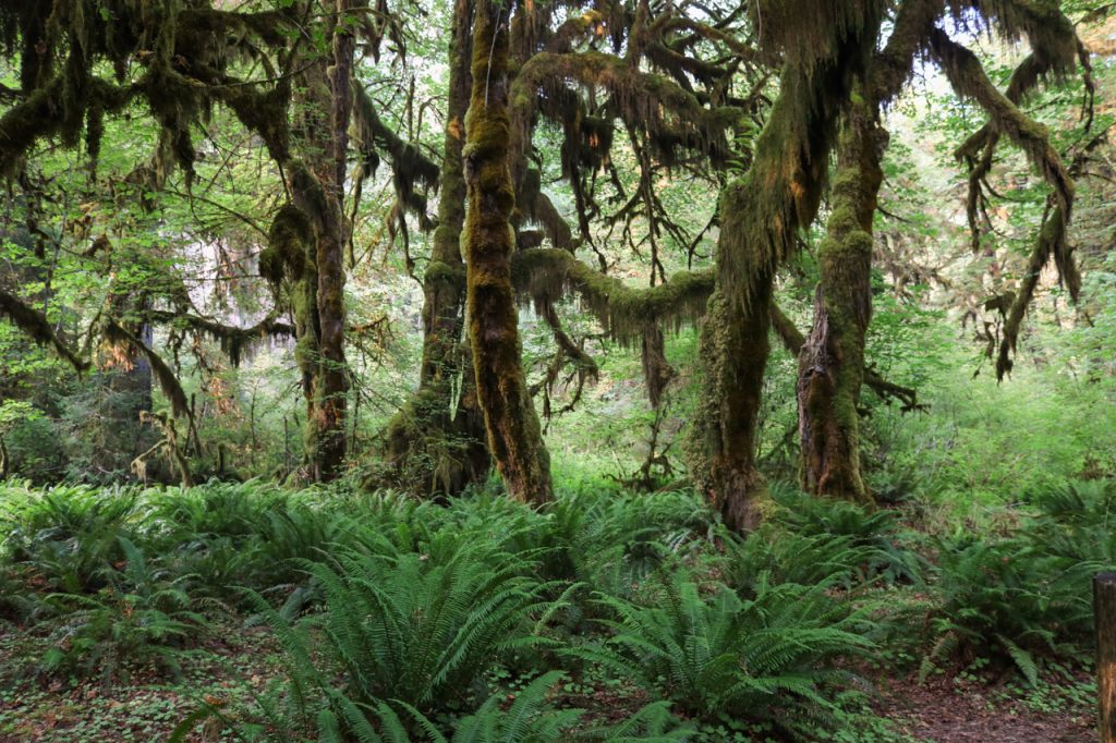 10 Wonderful Short & Easy Hikes in Olympic National Park - The National ...