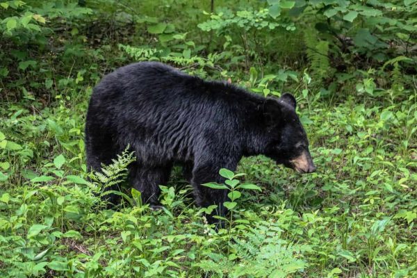 Shenandoah National Park Wildlife Viewing | The National Parks Experience