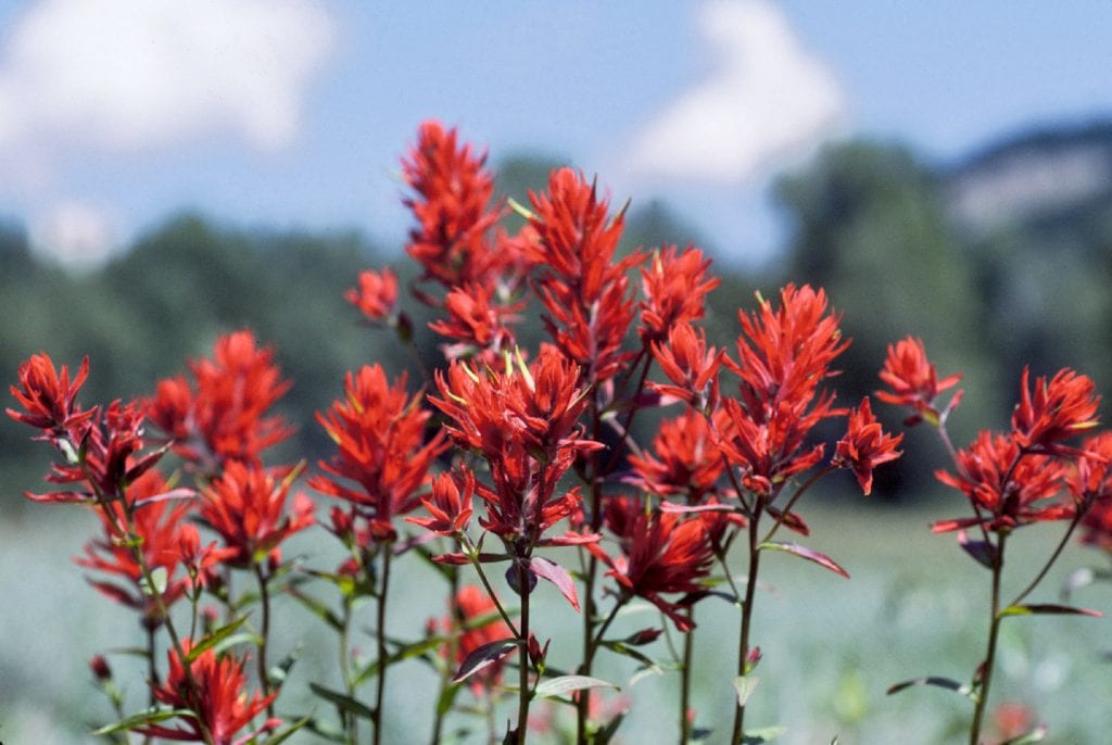 8 Best National Parks for Wildflowers - The National Parks Experience