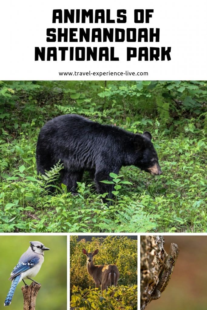 Shenandoah National Park Wildlife Viewing | The National Parks Experience