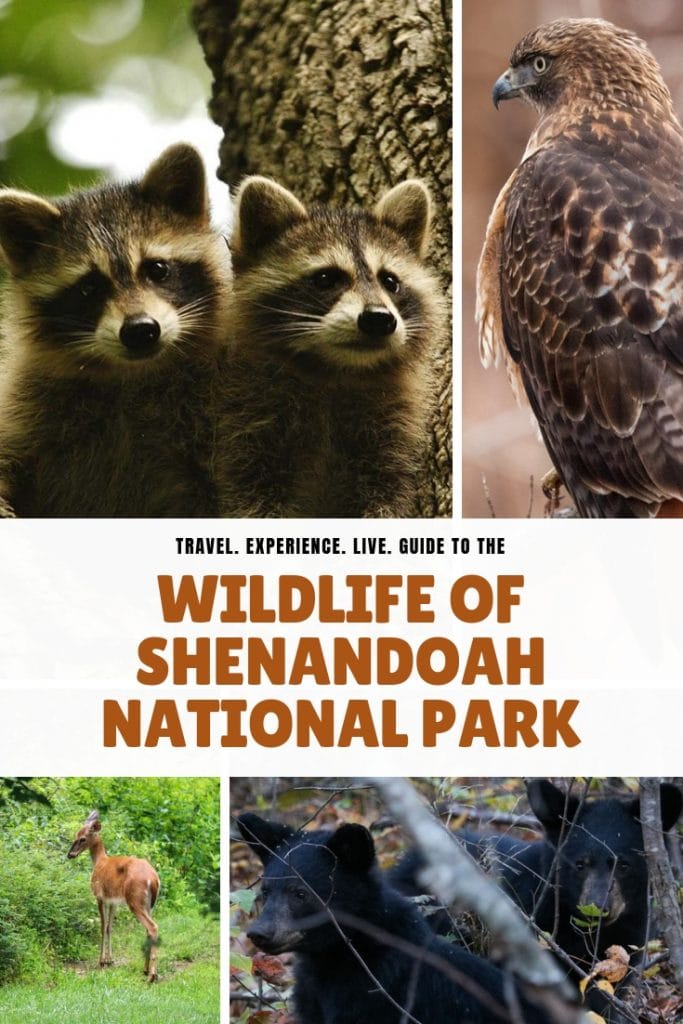 Shenandoah National Park Wildlife Viewing | The National Parks Experience