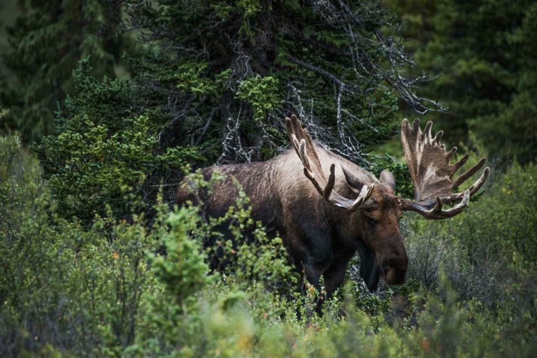 Moose Safety: What to Do During a Moose Encounter While Hiking