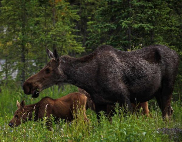 Moose Safety: What to Do During a Moose Encounter While Hiking