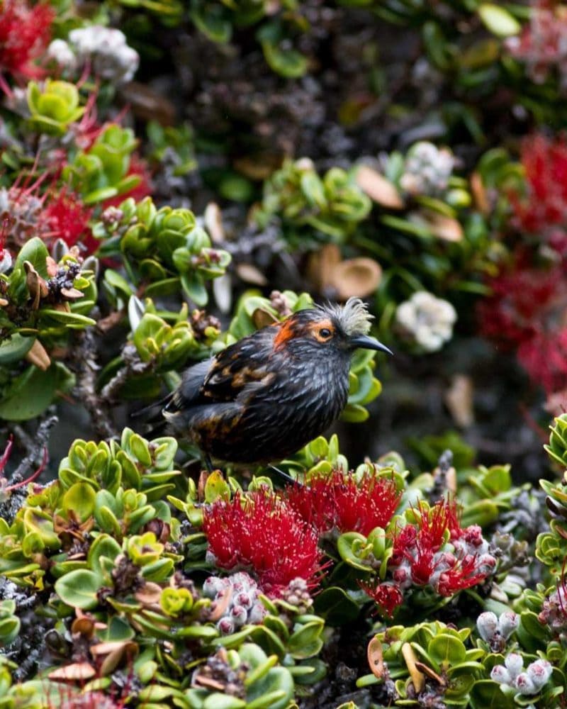 National Park Birds: Top 21 Iconic American Birds - The National Parks ...