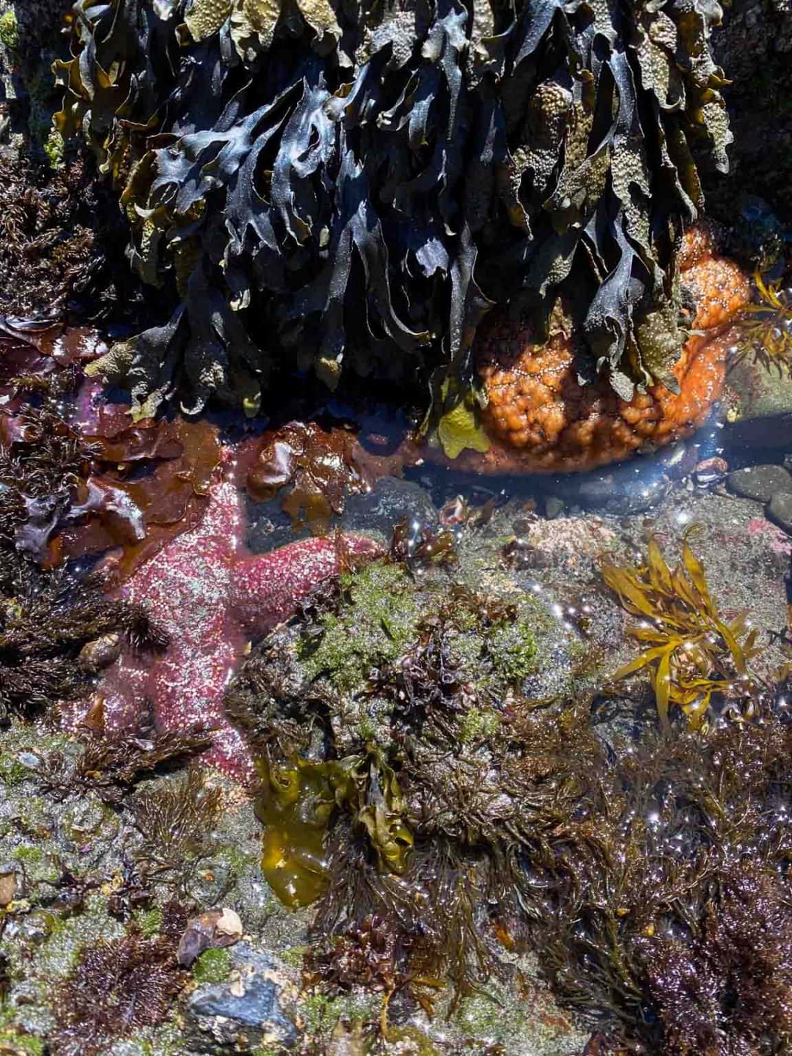 9 Best Hikes in Redwood National Park & State Parks - The National ...