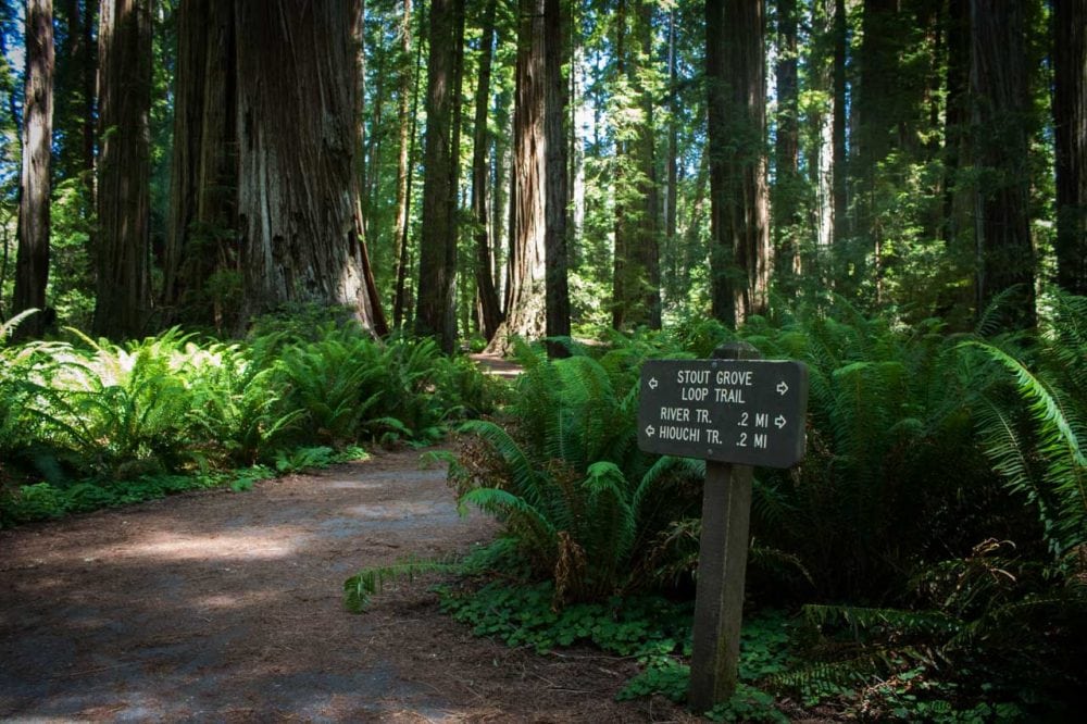 9 Best Hikes in Redwood National Park & State Parks - The National ...
