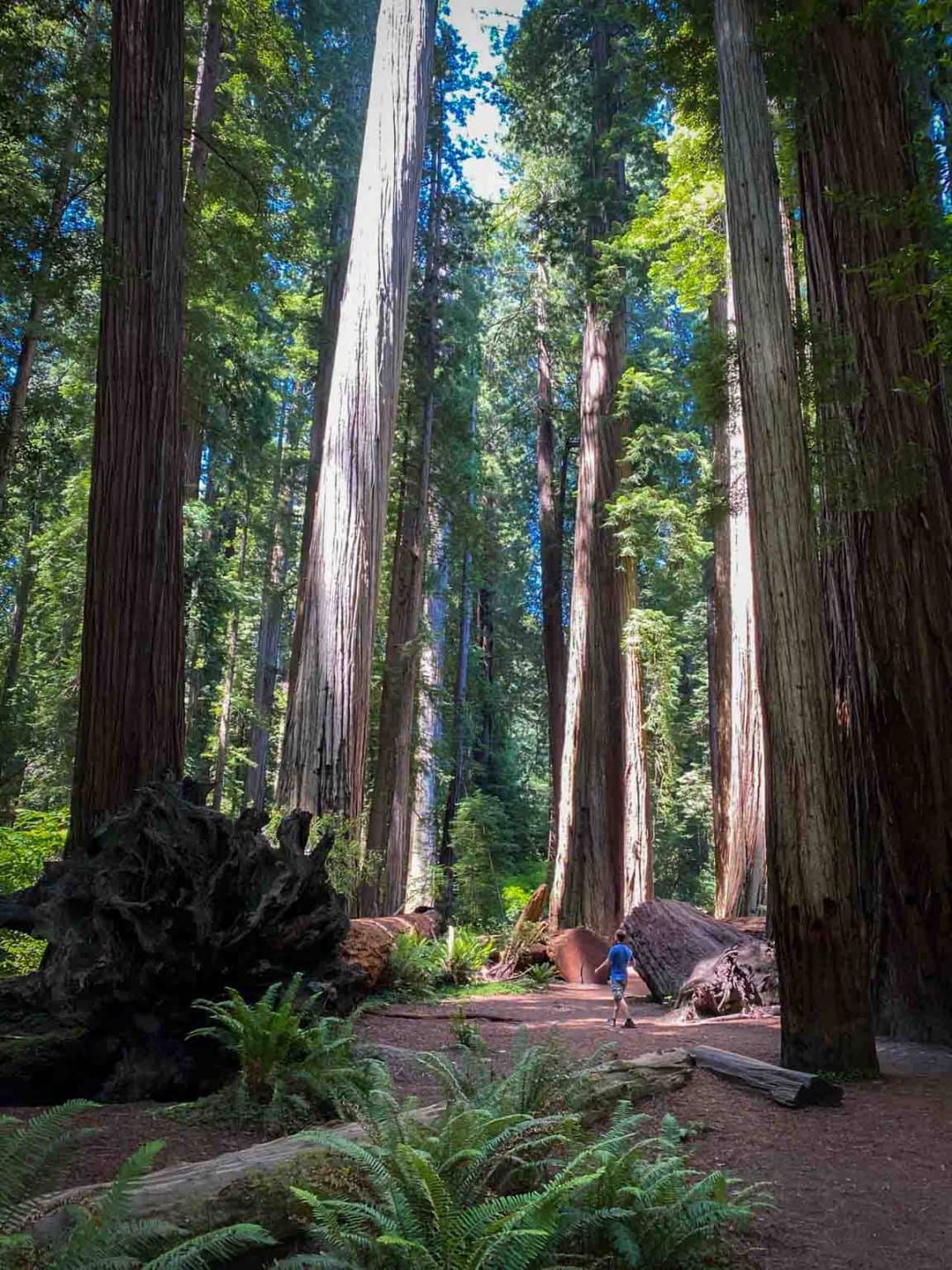 55 Fun Facts About the U.S. National Parks - The National Parks Experience