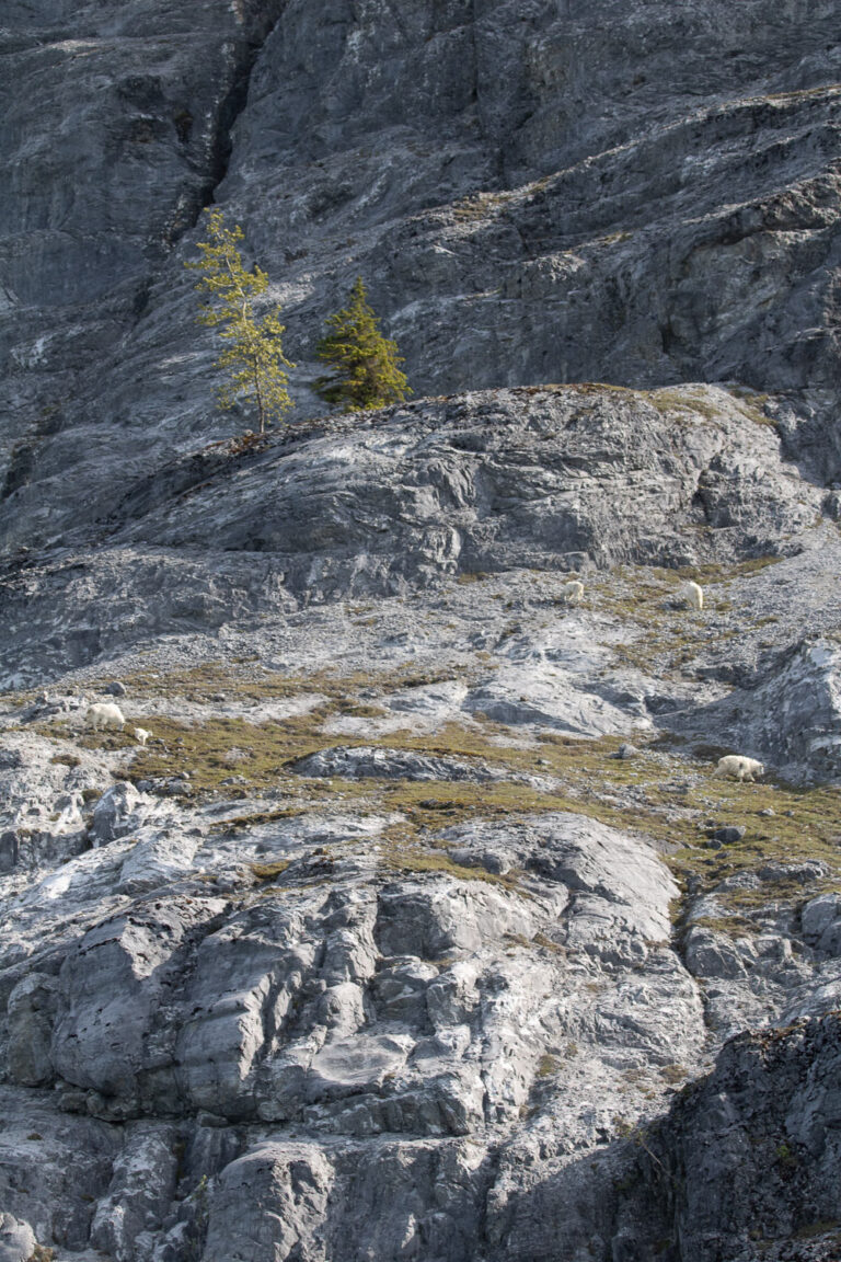 5 U.S. National Parks With Native Mountain Goats | The National Parks ...