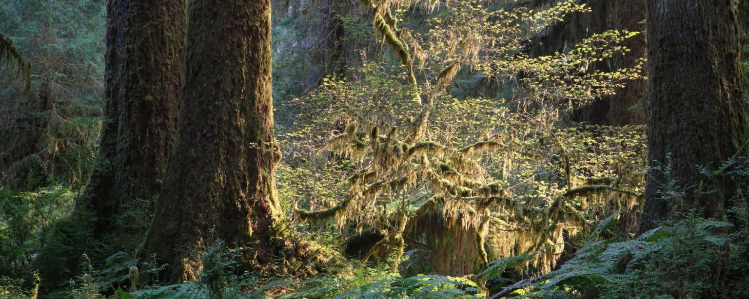 Olympic National Park, Washington - The National Parks Experience