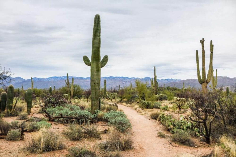 7 Best Day Hikes in Saguaro National Park - The National Parks Experience