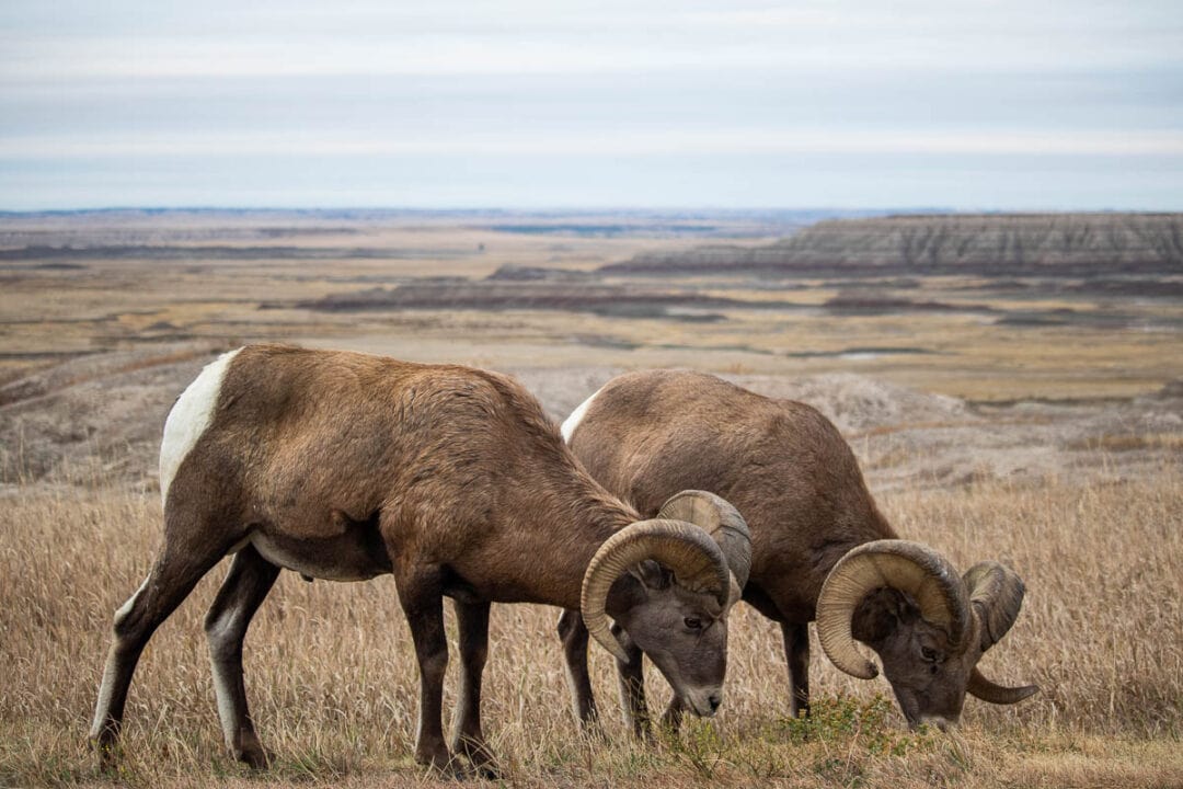 5 Best Places to See Wildlife in Badlands National Park - The National ...