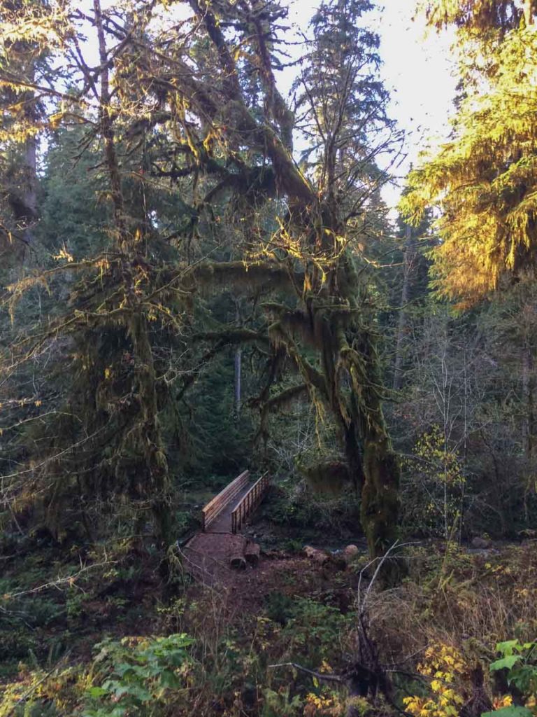 10 Wonderful Short & Easy Hikes in Olympic National Park - The National ...