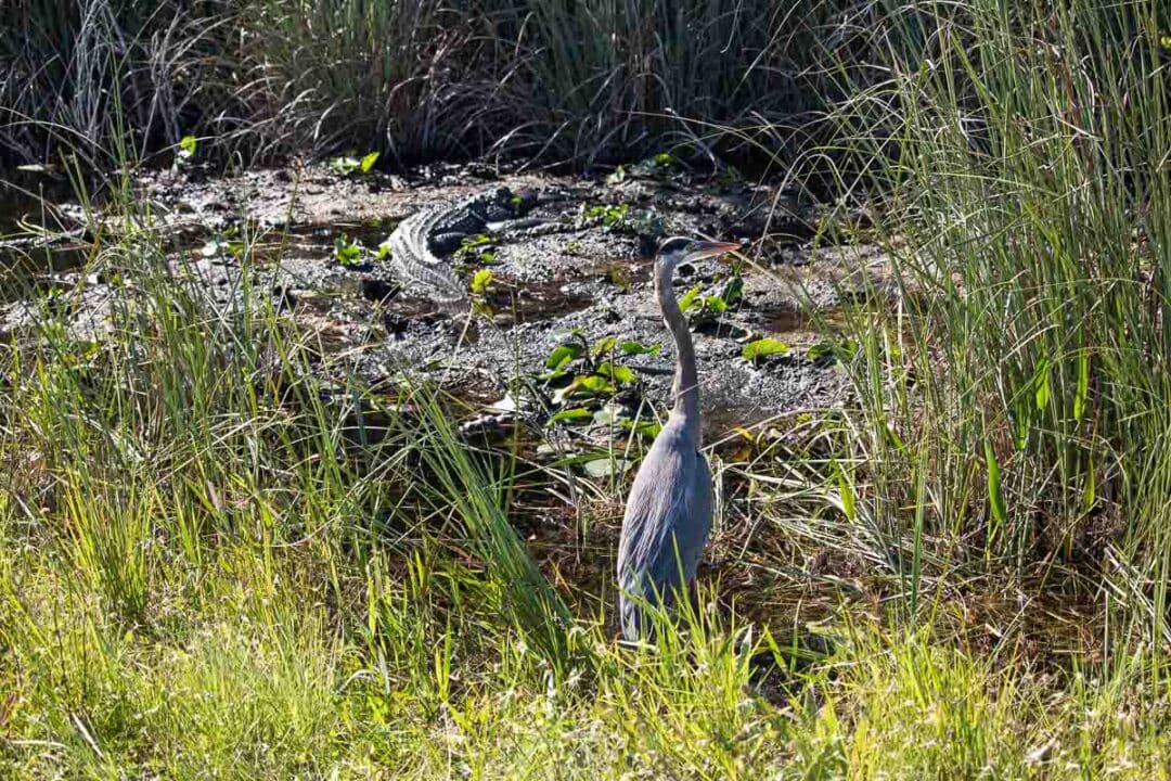 8 Best Places to See Wildlife in Everglades National Park - The ...