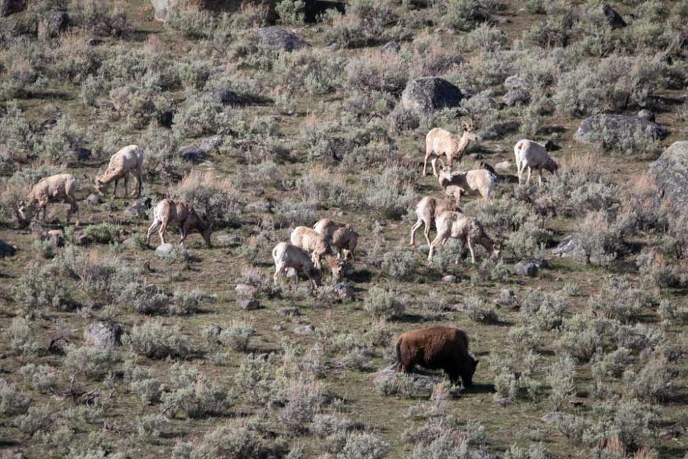 10 Greatest Views in Yellowstone National Park - The National Parks ...
