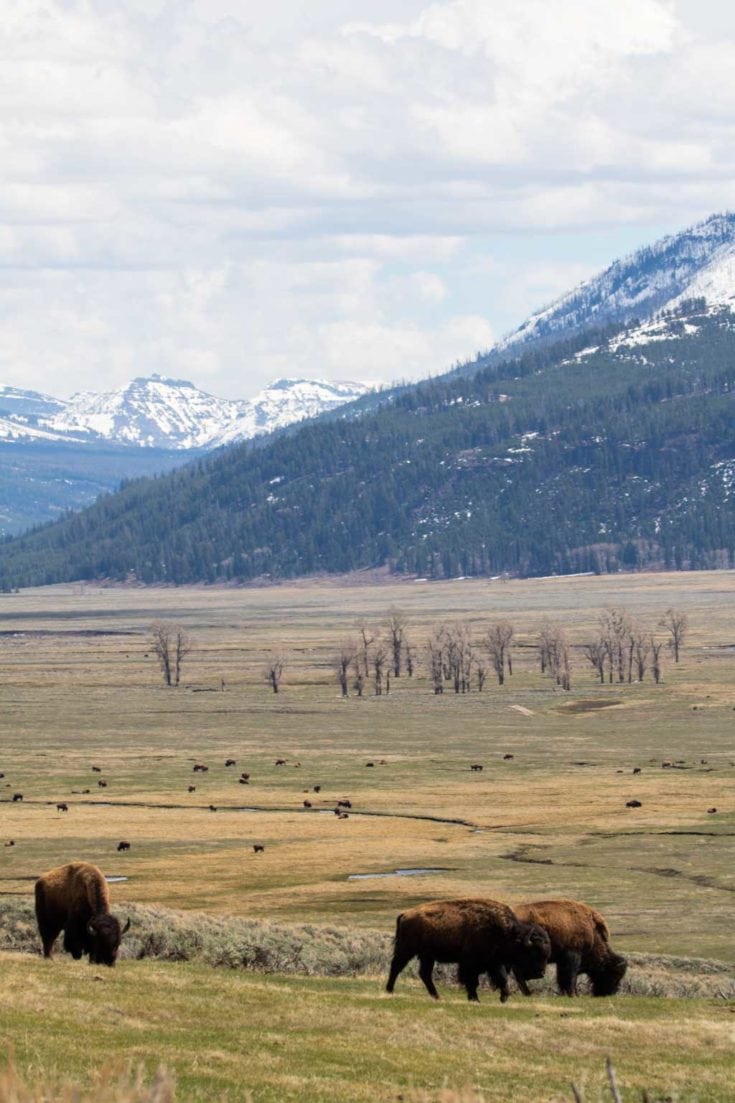 Where to See Bison in Yellowstone National Park - The National Parks ...