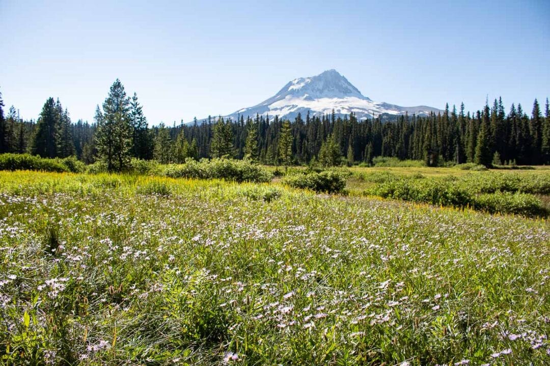 12 Best Views of Mount Hood (In and Around Mt. Hood National Forest ...