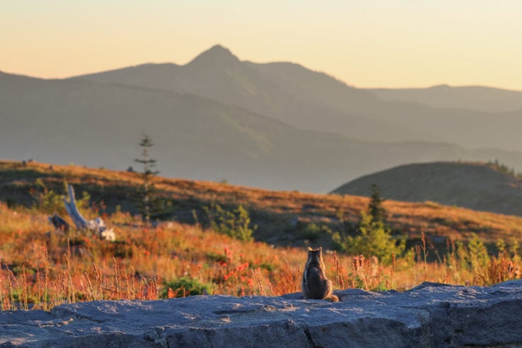3 Must-Do Hikes at Mount St. Helens National Volcanic Monument - The ...