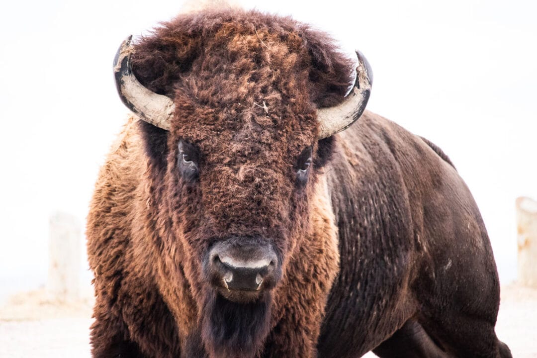 Bison Safety Tips: How to Prevent Bison Attacks While Hiking