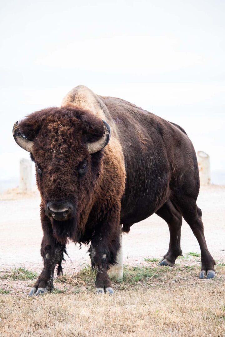 5 Best National Parks to See Bison in the USA - The National Parks ...