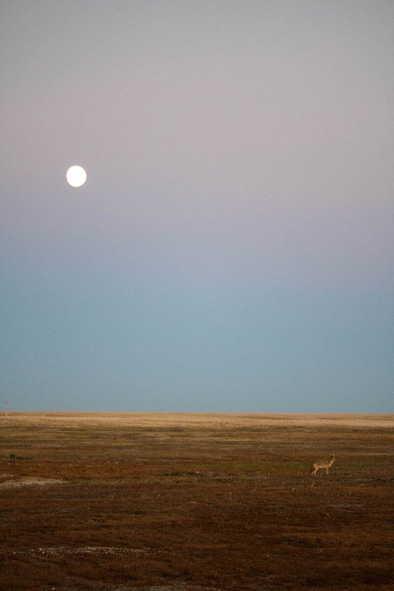 5 Best Places to See Wildlife in Badlands National Park - The National ...