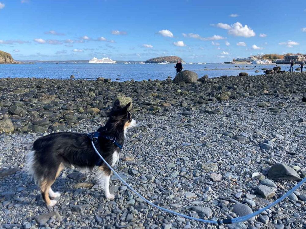 Visiting Acadia National Park With Your Dog: FAQ & Activities - The ...