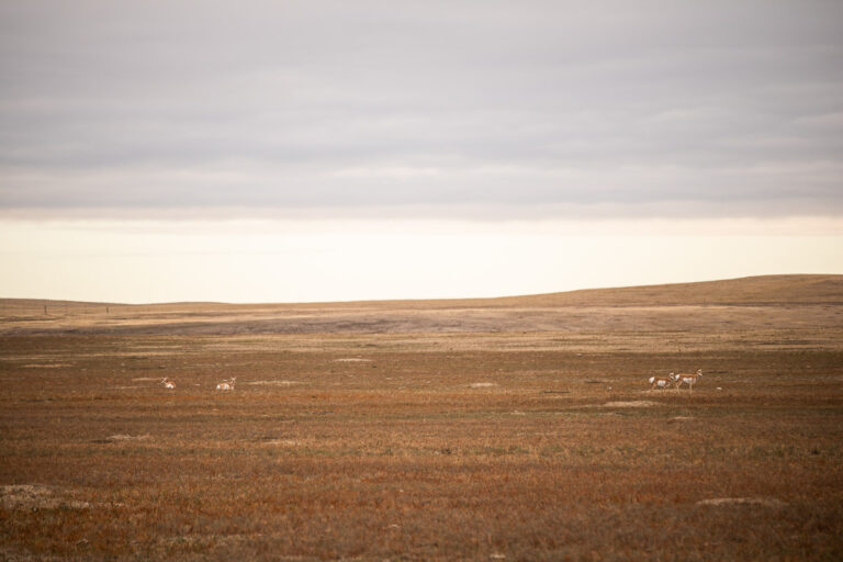 5 Best Places to See Wildlife in Badlands National Park - The National ...