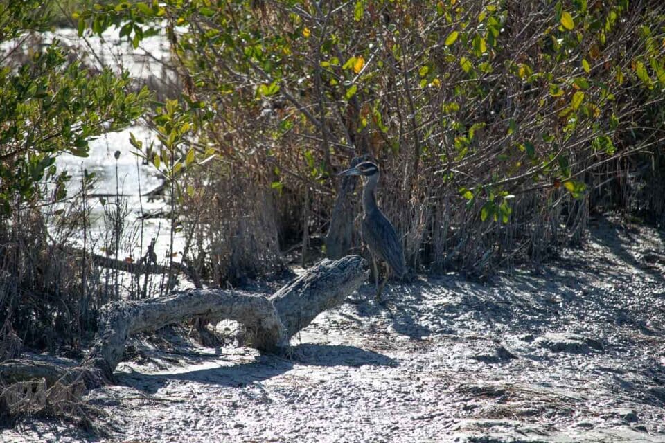 28 Famous Birds of the Everglades (and Where to See Them) - The ...