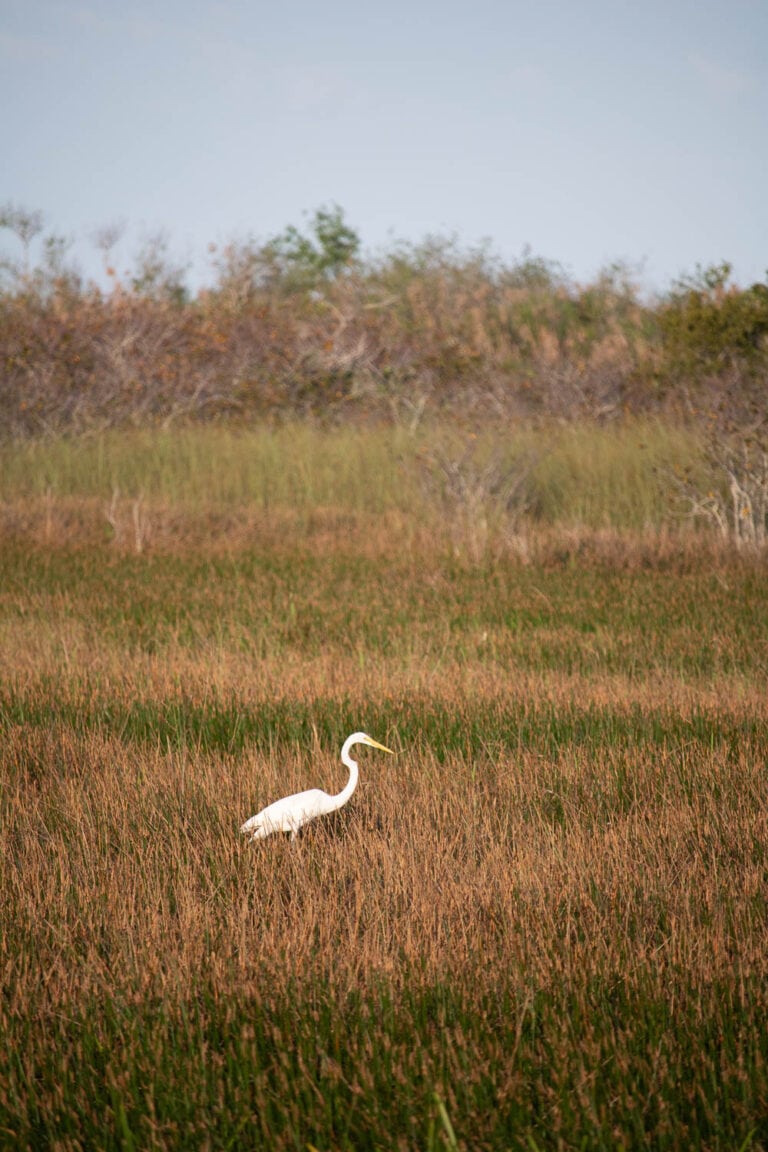 28 Famous Birds of the Everglades (and Where to See Them) - The ...