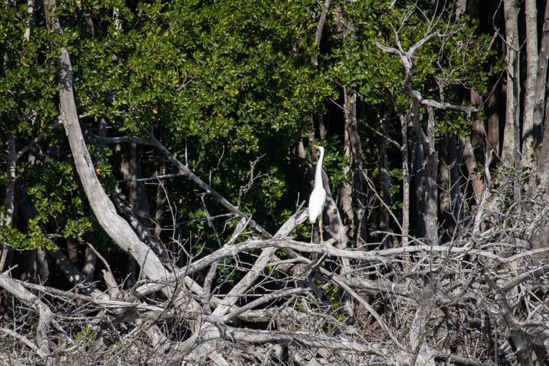 28 Famous Birds of the Everglades (and Where to See Them) - The ...