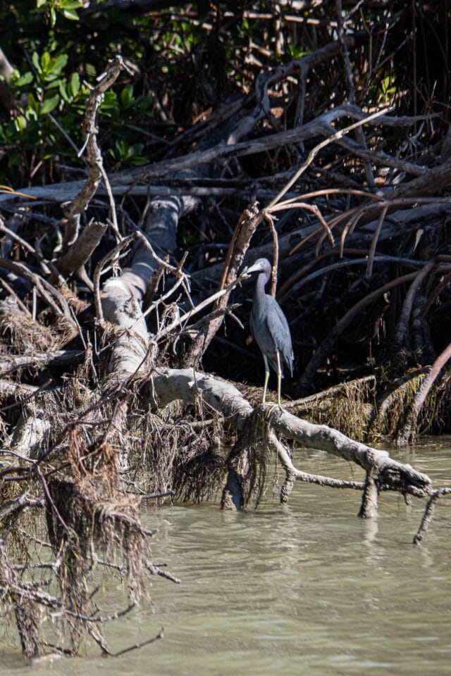 28 Famous Birds of the Everglades (and Where to See Them) - The ...