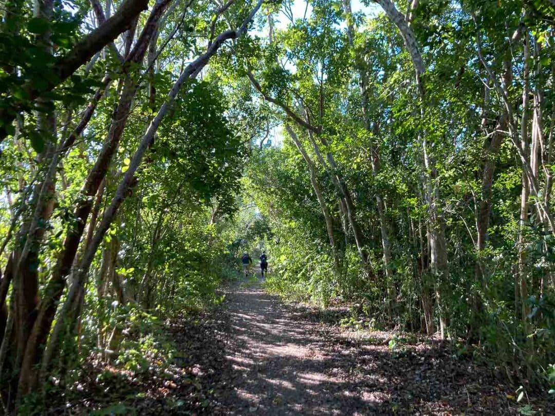 Biking in the Everglades: 3 Best Bike Trails in Everglades National Park