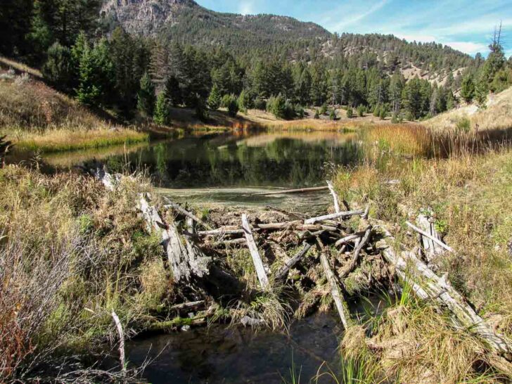 15 Best Spring Hikes in Yellowstone National Park - The National Parks ...