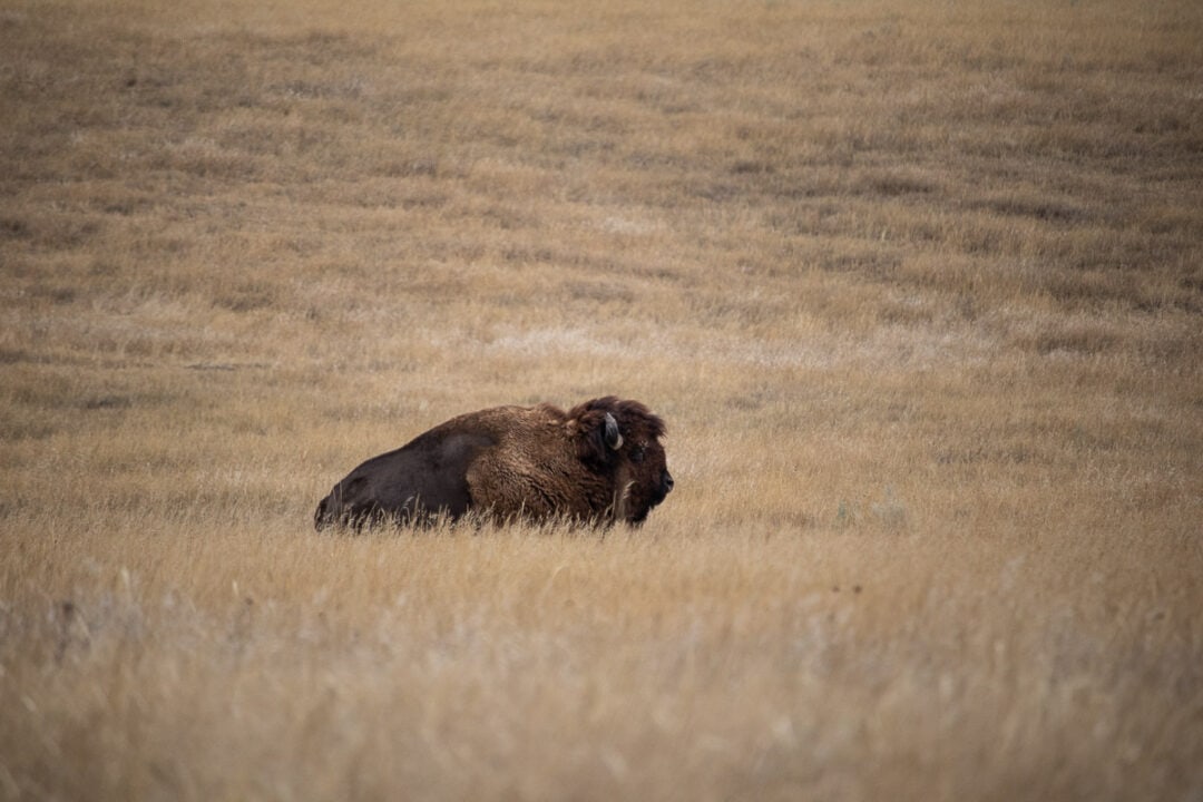 Where to See Bison in Badlands National Park - The National Parks ...