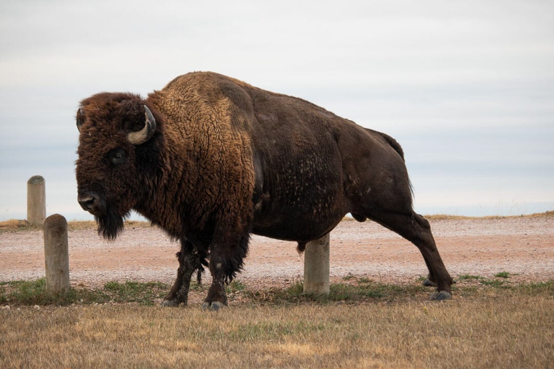 Where to See Bison in Badlands National Park - The National Parks ...