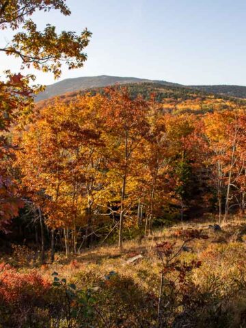 6 Best Places to See Fall Colors in Mount Rainier National Park - The ...