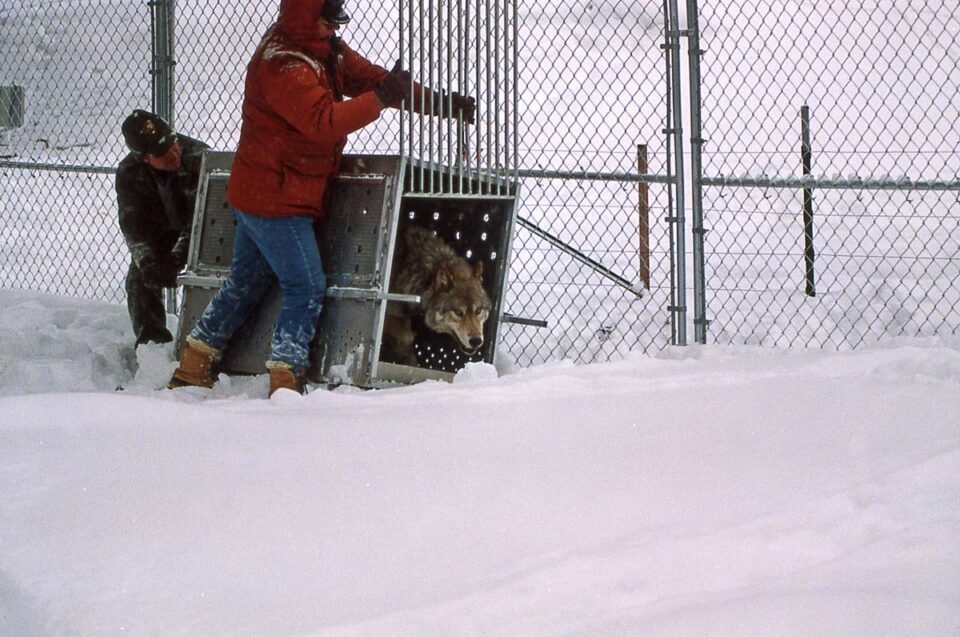 Top 4 Best Places to See Wolves in Yellowstone National Park - The ...