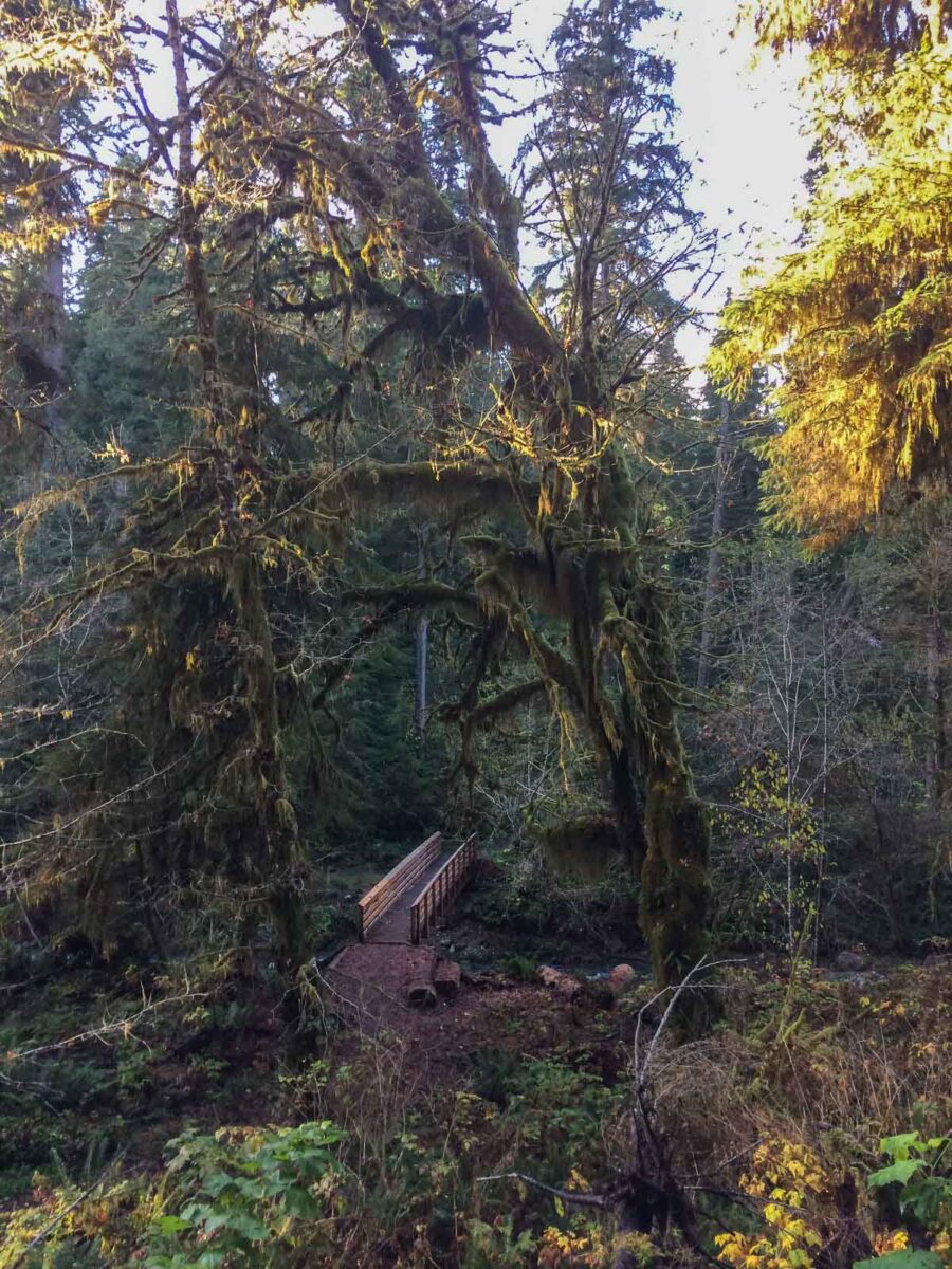The 4 Rain Forests of Olympic National Park: Quinault, Queets, Hoh and ...