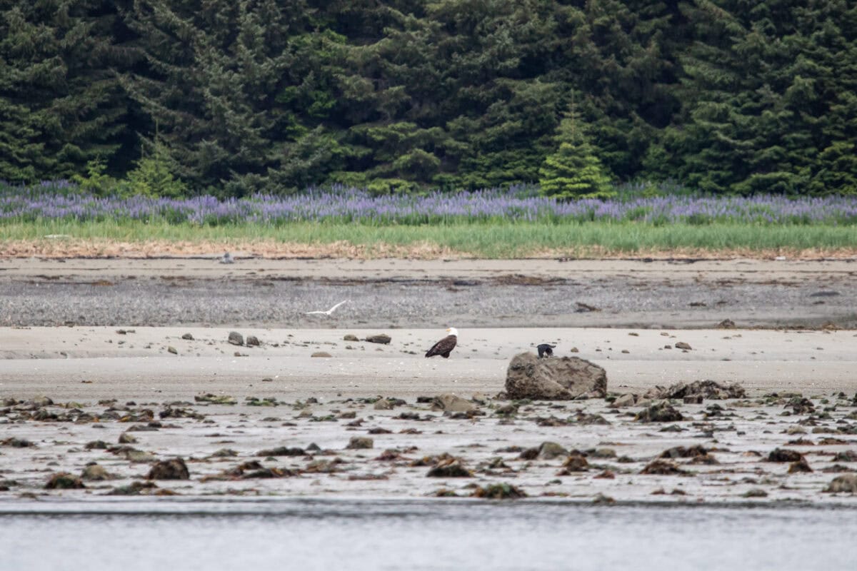 Watching Wildlife in Glacier Bay National Park: A Journey into Untamed ...