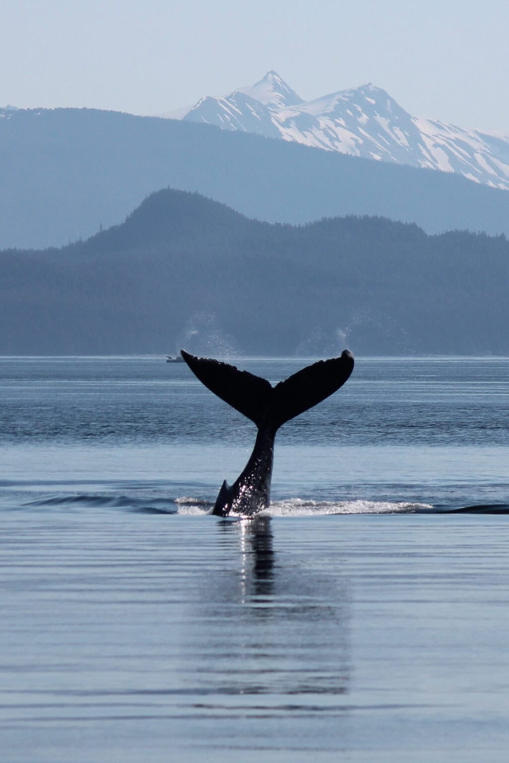 Watching Wildlife in Glacier Bay National Park: A Journey into Untamed ...