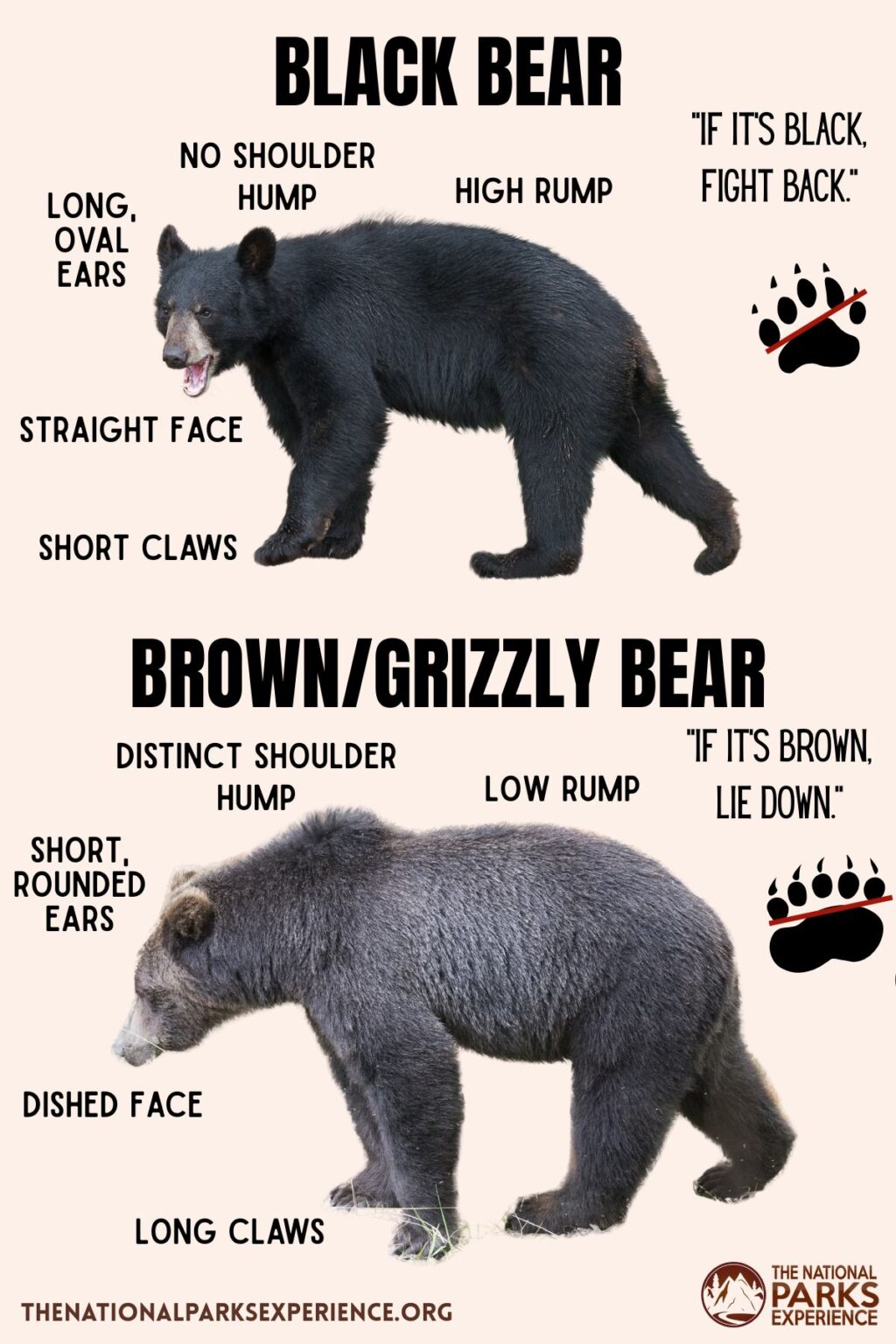 What's The Difference Between Black Bears and Grizzly Bears? - The ...